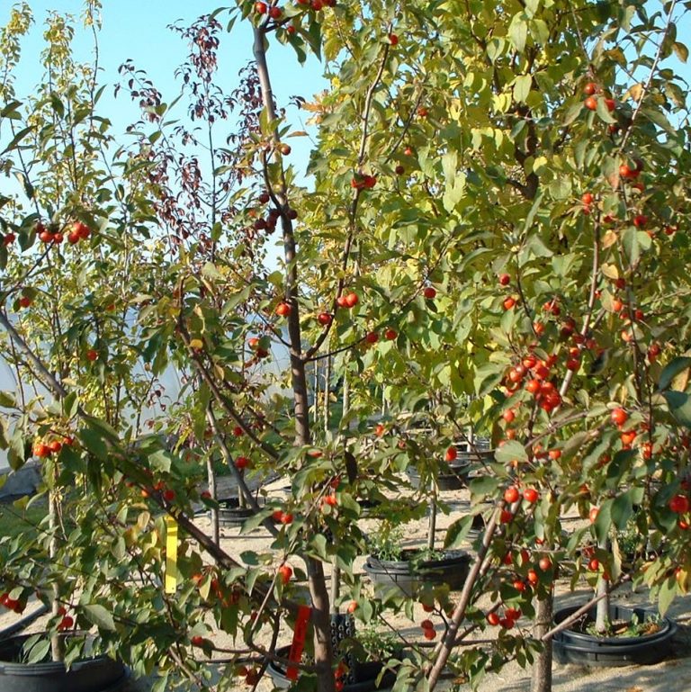 MALUS HOPA | Pépinière Boucher