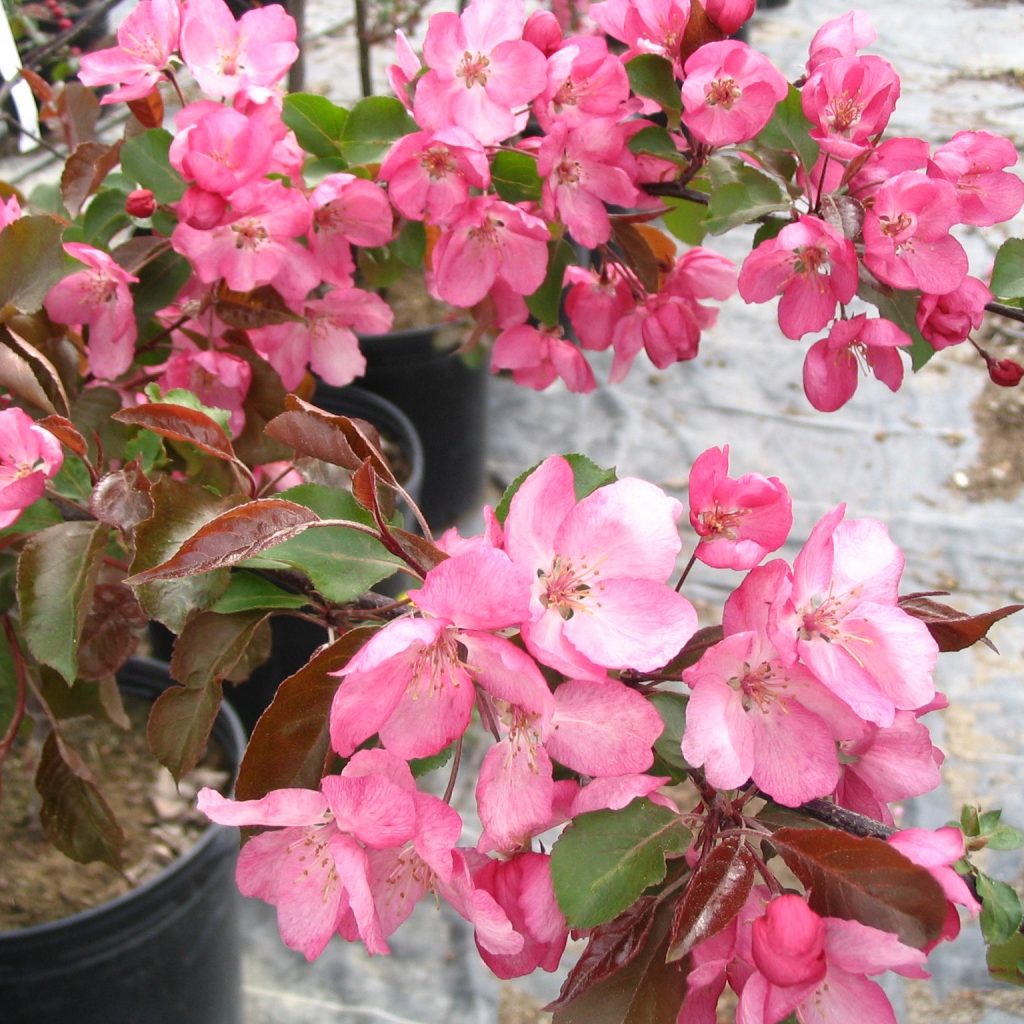 MALUS RUDOLPH | Pépinière Boucher