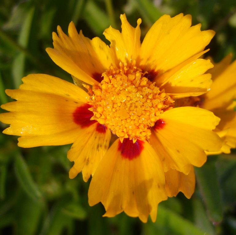 COREOPSIS GRANDIFLORA BABY SUN | Sylvestria, pépinière ...