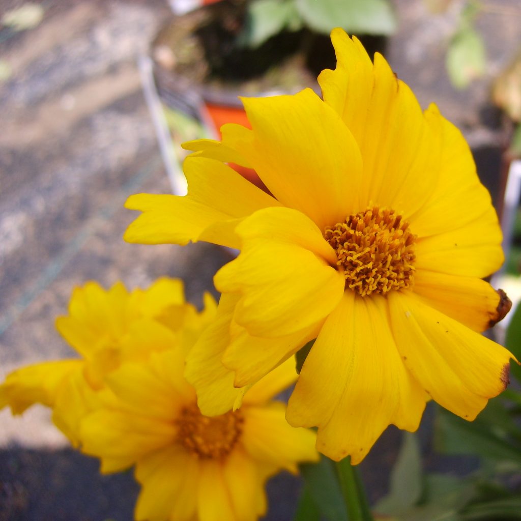 COREOPSIS GRANDIFLORA PRESTO | Sylvestria, pépinière ...