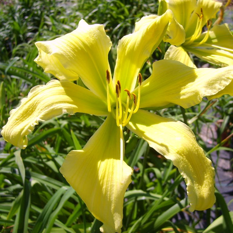 HEMEROCALLIS SPIDER MIRACLE | Sylvestria, pépinière ...
