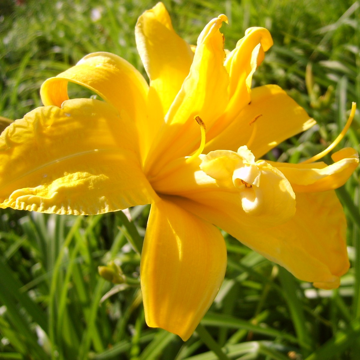HEMEROCALLIS YELLOW BOUQUET | Sylvestria, pépinière ...