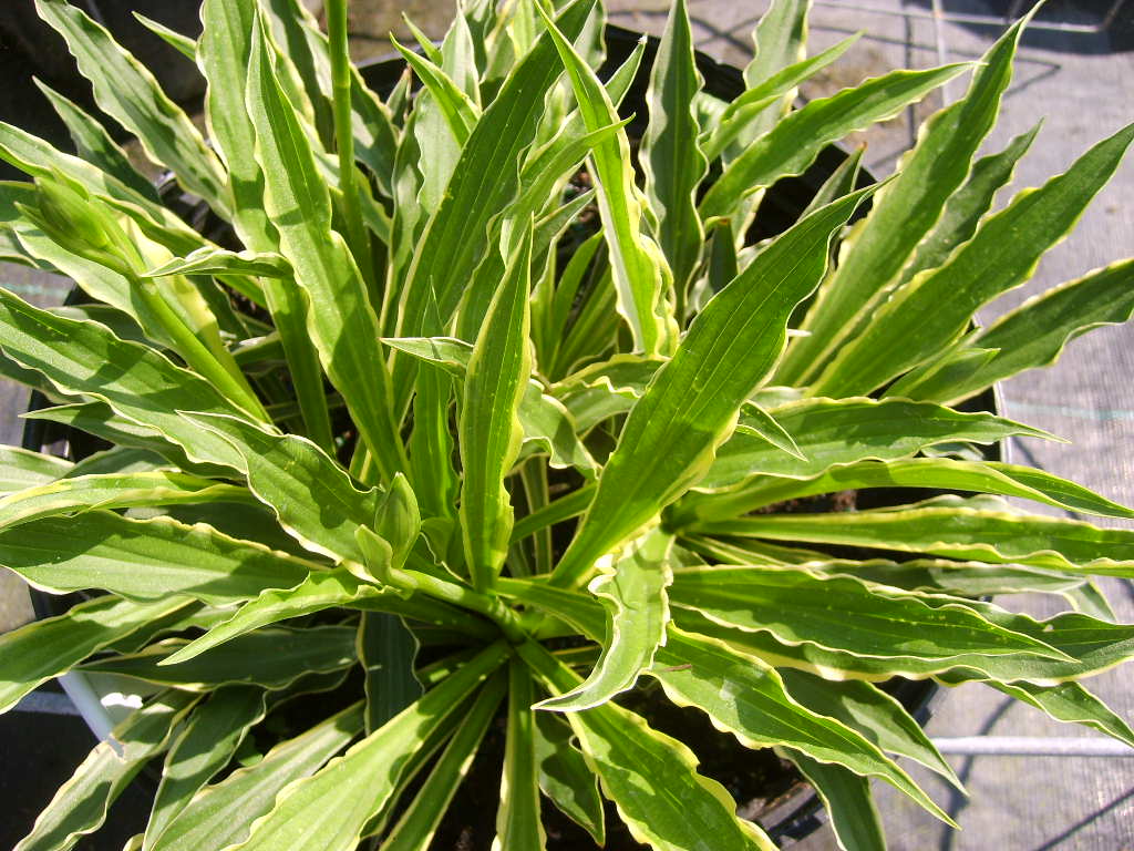 HOSTA STILETTO | Sylvestria, pépinière agroenvironnementale | Pépinière ...