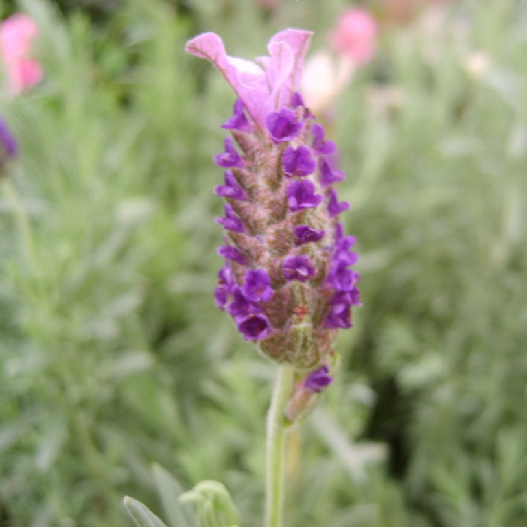 LAVANDULA STOECHAS ANOUK | Sylvestria, pépinière agroenvironnementale ...
