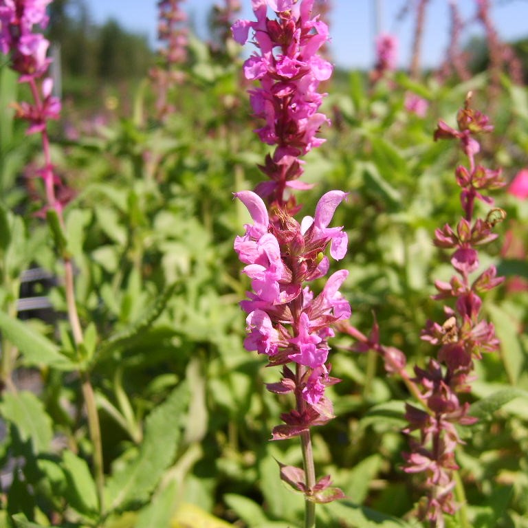 SALVIA NEMOROSA ROSE QUEEN | Sylvestria, pépinière agroenvironnementale ...
