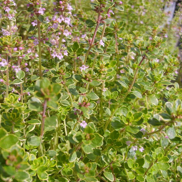 THYMUS CITRIODORUS GOLD EDGE | Sylvestria, pépinière ...