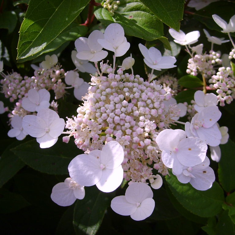 HYDRANGEA PANICULATA UNIQUE | Sylvestria, pépinière ...