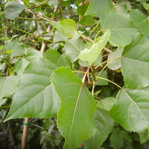 POPULUS SIOUXLAND | Pépinière Boucher