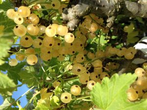 RIBES (GADELIER) WHITE PEARL | Sylvestria, pépinière ...