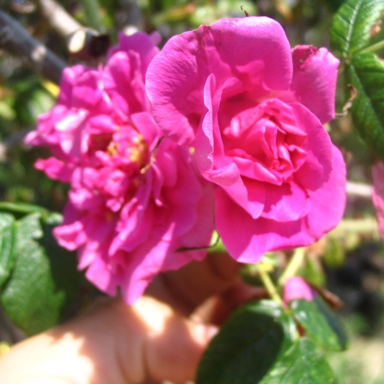 ROSA RUGOSA HANSA | Sylvestria, pépinière agroenvironnementale ...