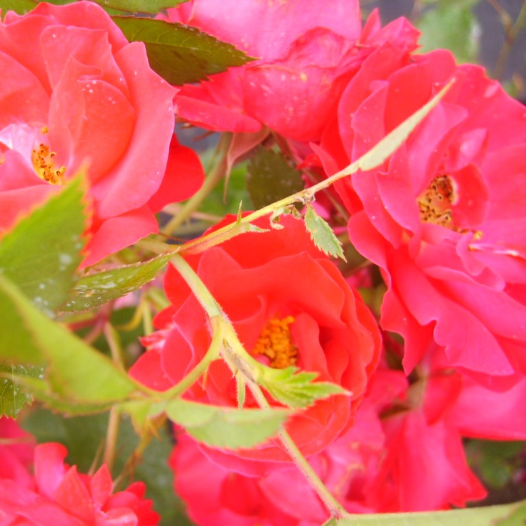 ROSA MORDEN RUBY | Sylvestria, pépinière agroenvironnementale ...