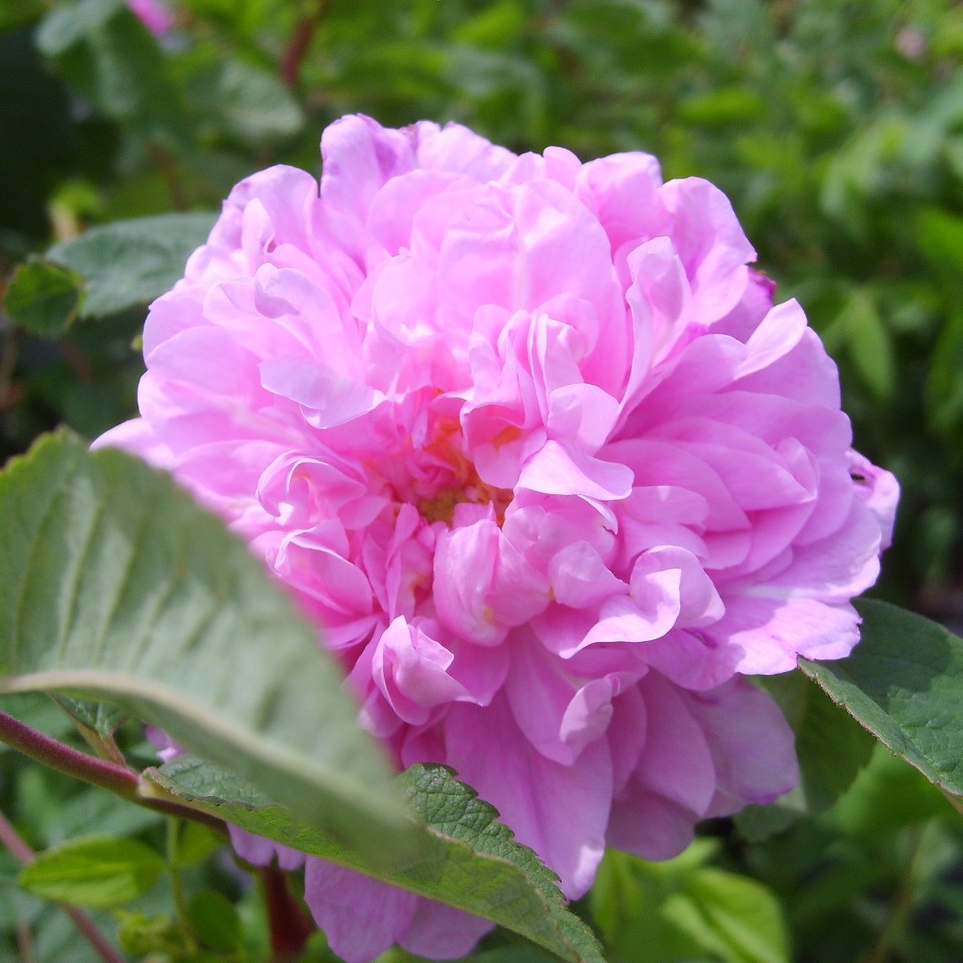 ROSA THERESE BUGNET | Sylvestria, pépinière agroenvironnementale ...