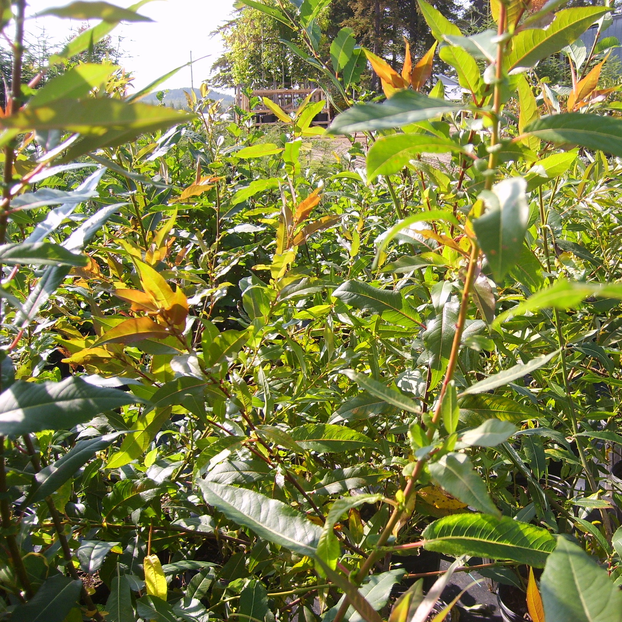 SALIX DISCOLOR | Sylvestria, pépinière agroenvironnementale | Pépinière ...