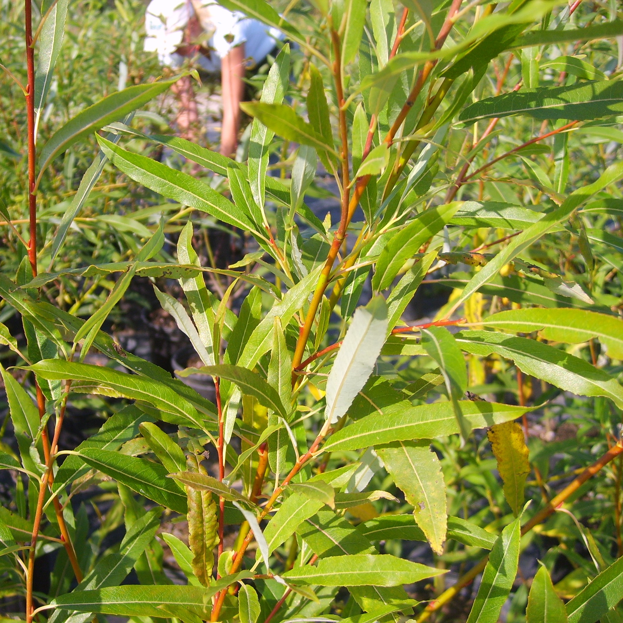 SALIX INTERIOR | Sylvestria, pépinière agroenvironnementale | Pépinière ...