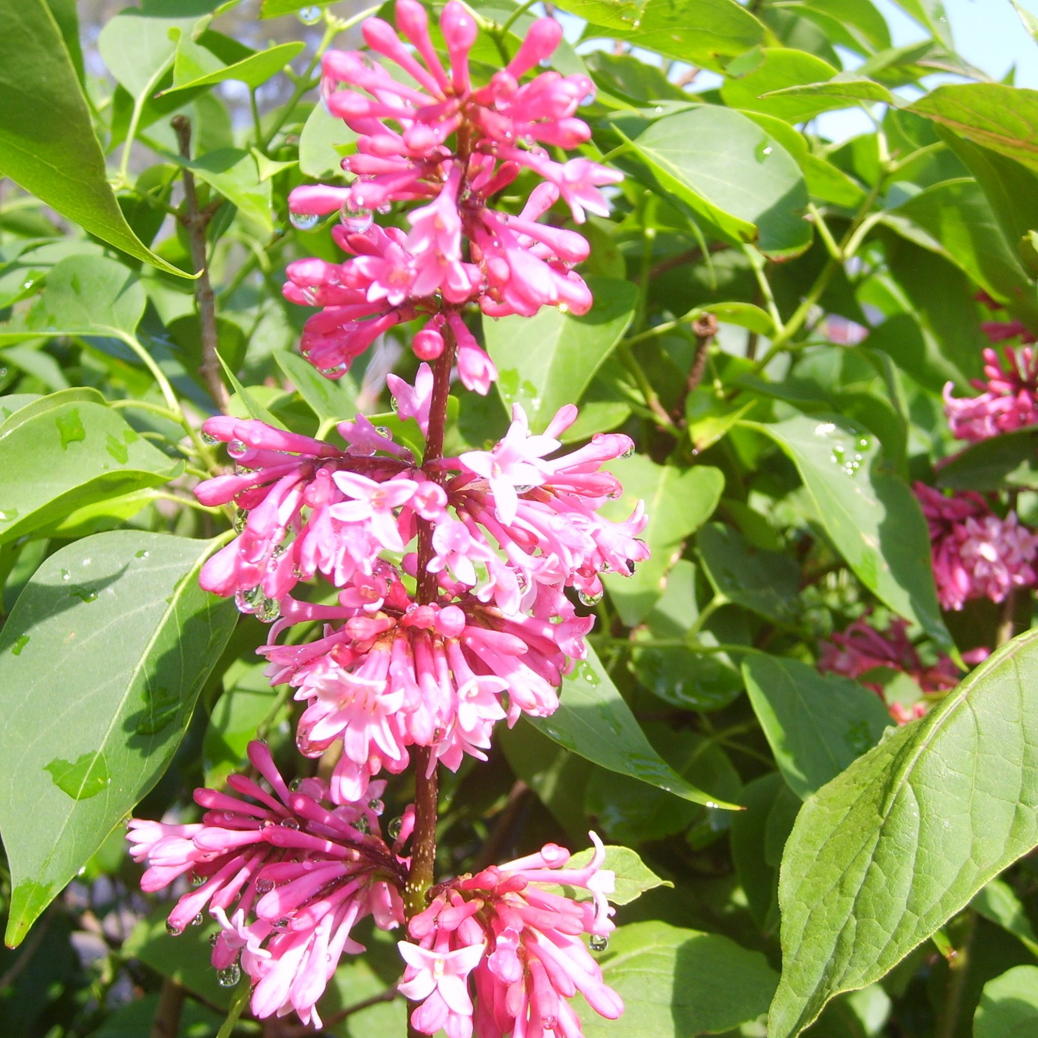 SYRINGA PRESTONIAE MISS CANADA | Sylvestria, pépinière ...