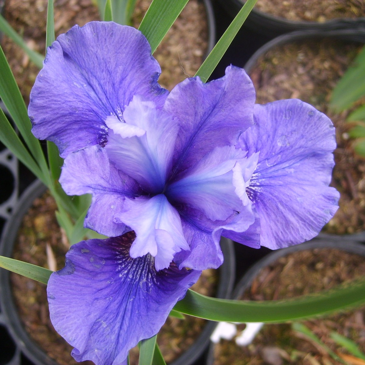 IRIS SIBIRICA BLUE MOON | Sylvestria, pépinière agroenvironnementale | Pépinière spécialisé en ...
