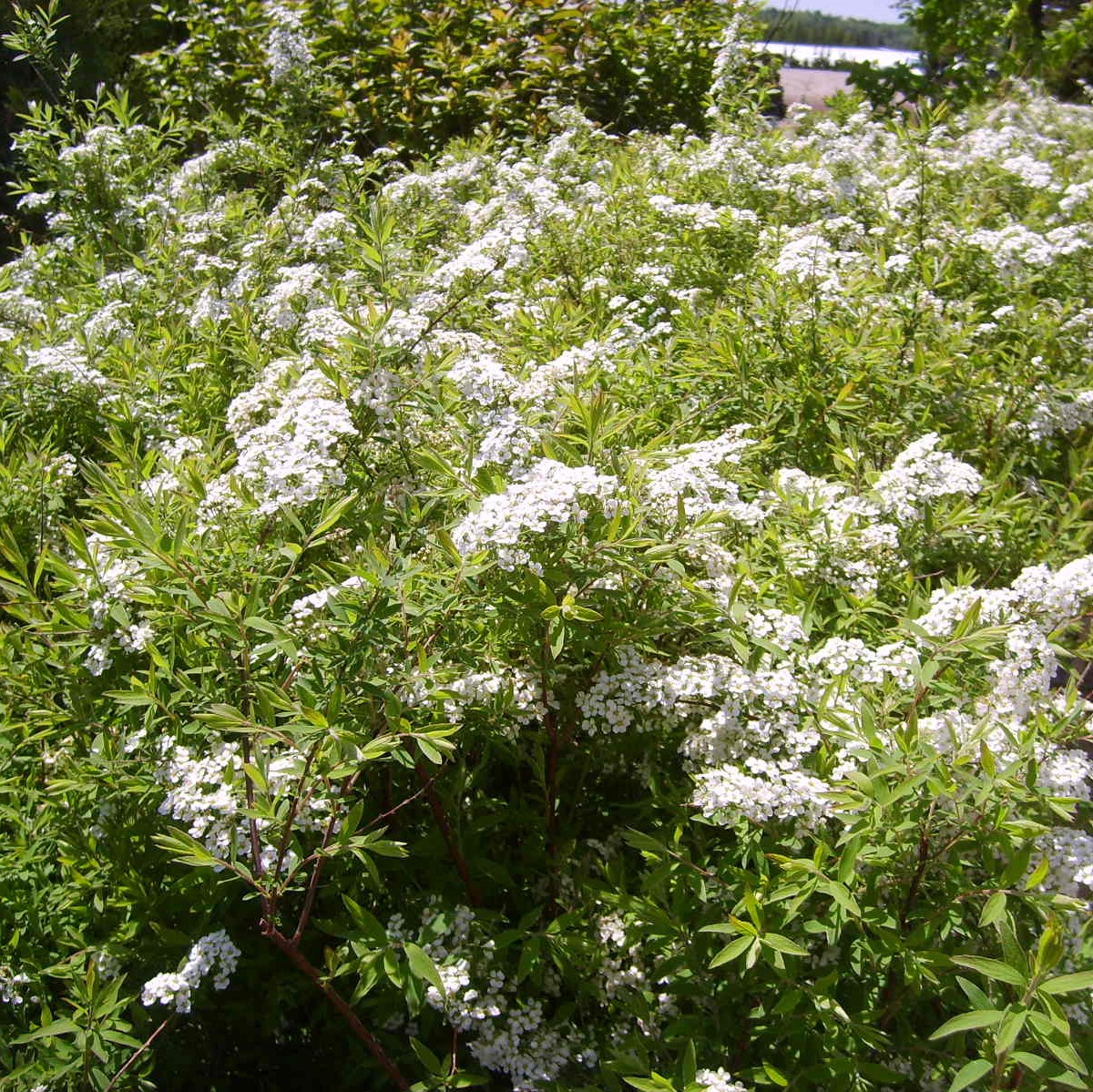 SPIRAEA ARGUTA | Sylvestria, pépinière agroenvironnementale | Pépinière ...