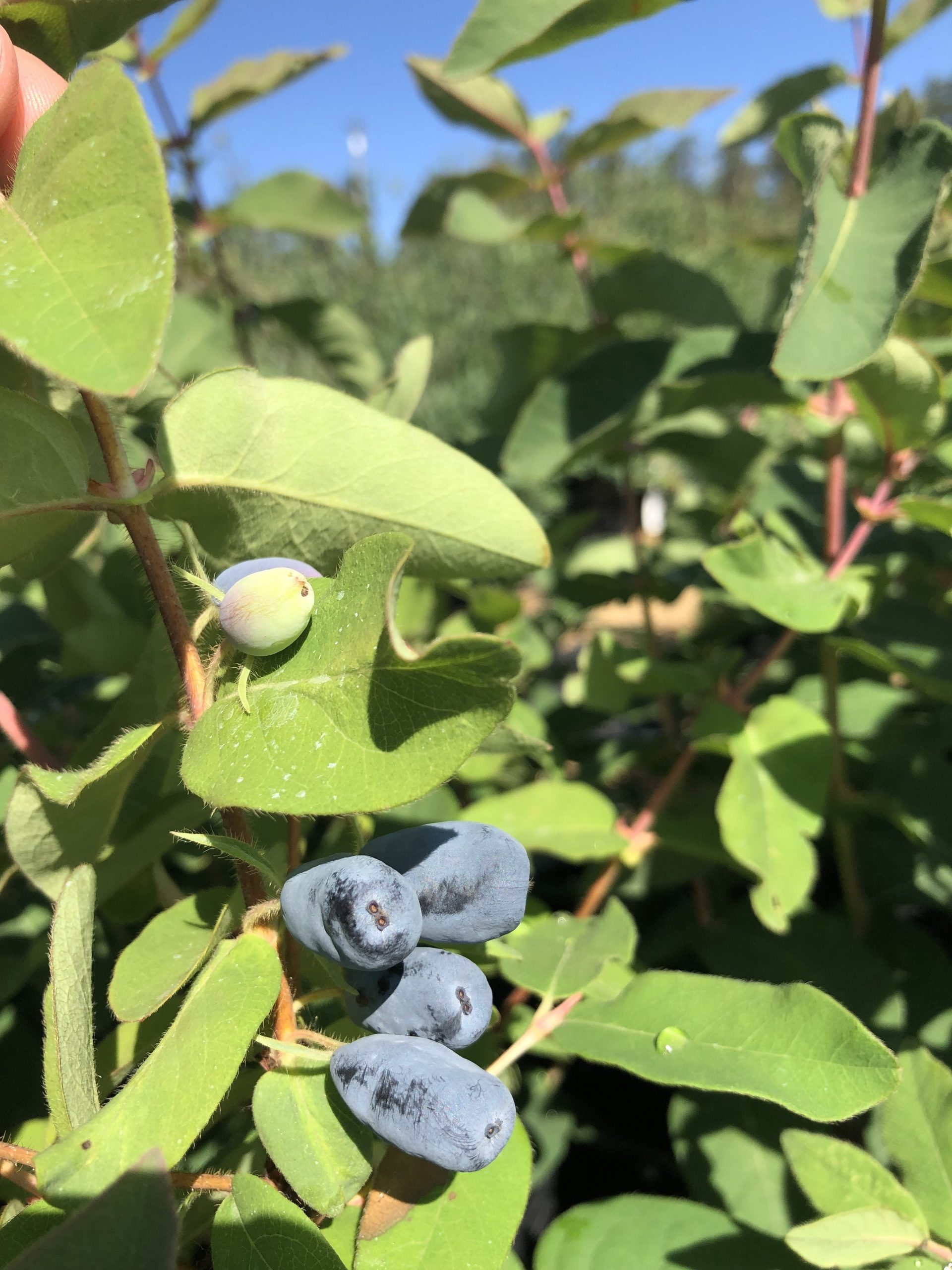 LONICERA EDULIS TUNDRA | Sylvestria, pépinière agroenvironnementale ...